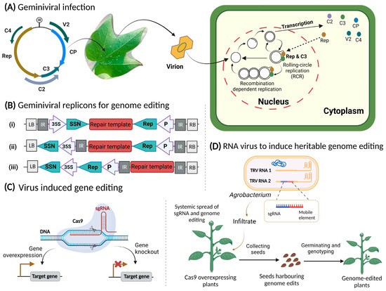 Plant Virus-Derived Vectors for Plant Genome Engineering