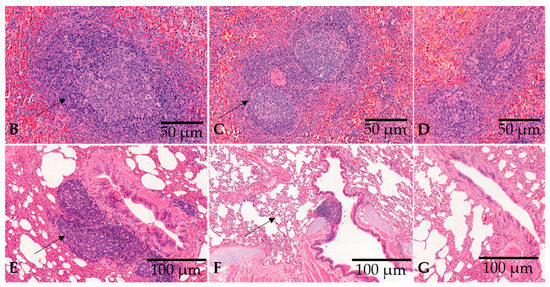 Viruses | Free Full-Text | RBD and Spike DNA-Based Immunization in ...