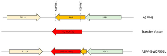 Evaluation of the Function of ASFV Gene E66L in the Process of Virus ...
