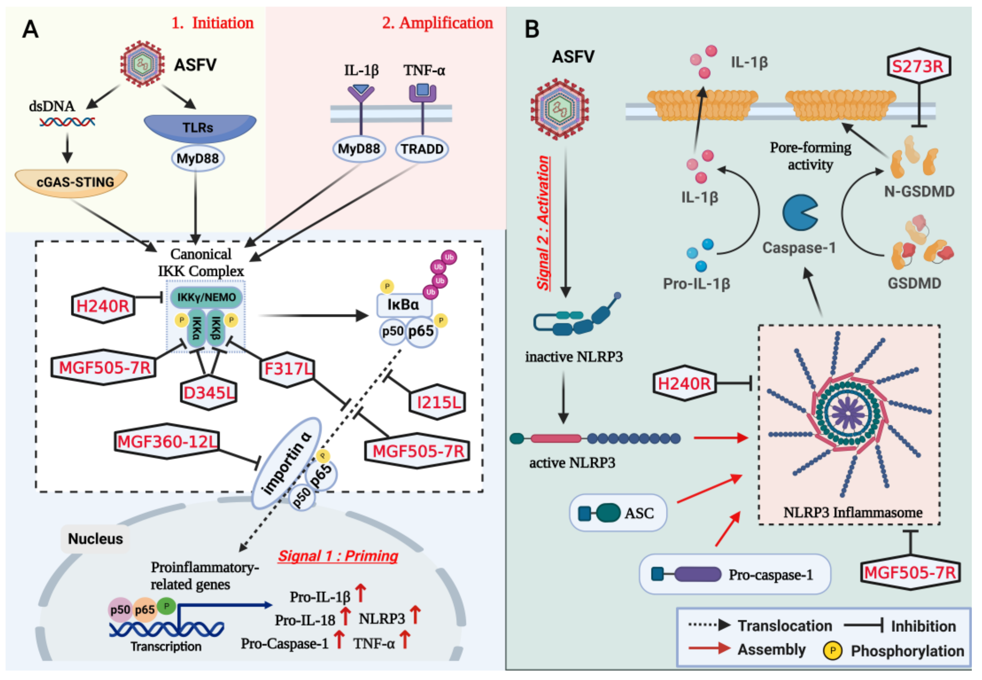 Antagonisms of ASFV towards Host Defense Mechanisms: Knowledge Gaps in ...