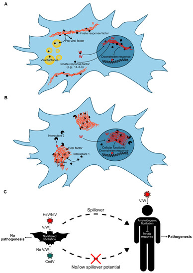 Host–Pathogen Interactions Influencing Zoonotic Spillover Potential and ...