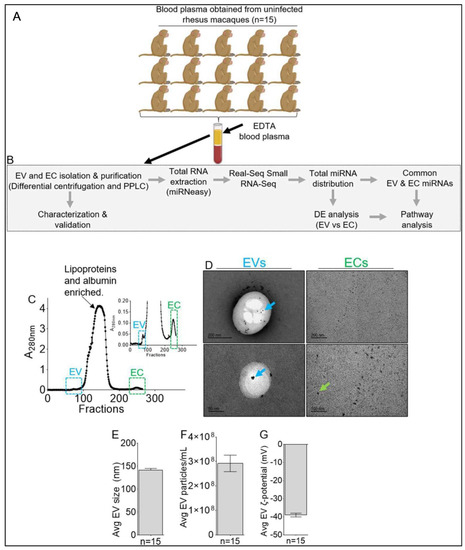 Viruses | Free Full-Text | SIV Infection Regulates Compartmentalization ...