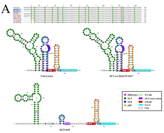 Re-Emerged Genotype IV of Japanese Encephalitis Virus Is the Youngest ...