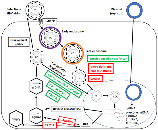 Hepatitis B Virus Capsid: The Core in Productive Entry and Covalently ...