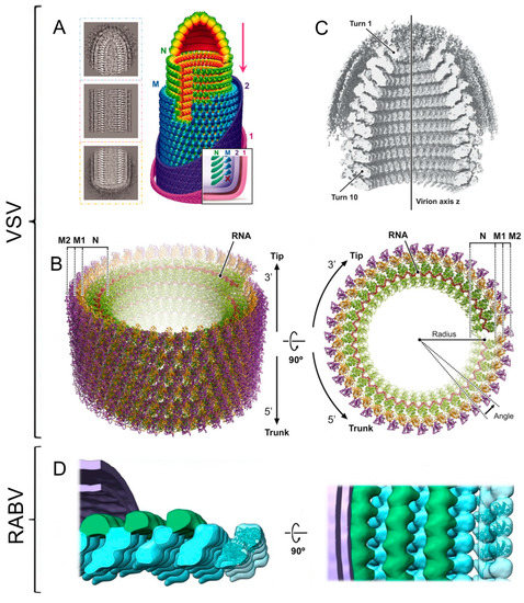 CryoEM of Viral Ribonucleoproteins and Nucleocapsids of Single-Stranded ...