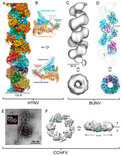 CryoEM of Viral Ribonucleoproteins and Nucleocapsids of Single-Stranded ...