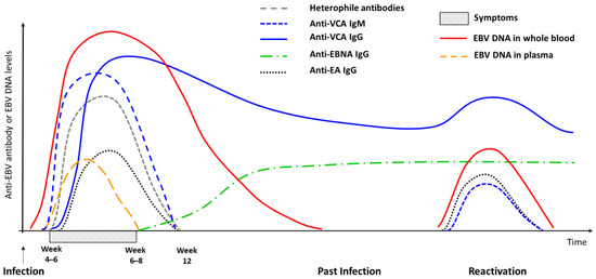 Virological Markers in Epstein–Barr Virus-Associated Diseases