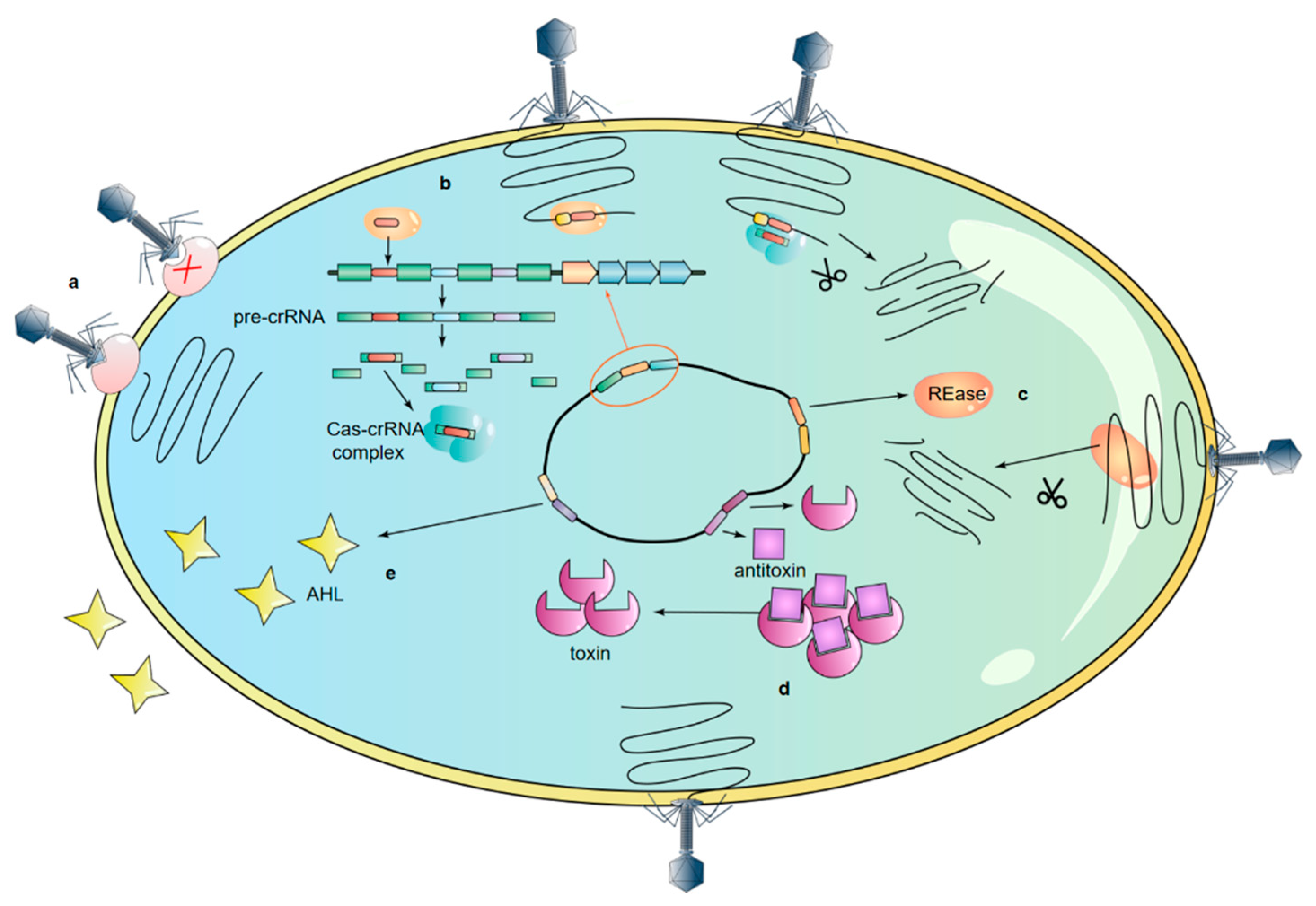 Acinetobacter Baumannii Phages: Past, Present and Future