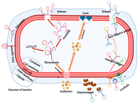 Acinetobacter Baumannii Phages: Past, Present and Future