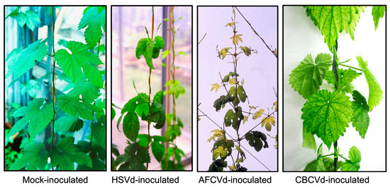 Hop Latent Viroid: A Hidden Threat to the Cannabis Industry