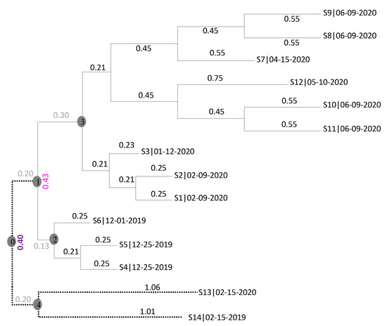 Rooting and Dating Large SARS-CoV-2 Trees by Modeling Evolutionary Rate ...