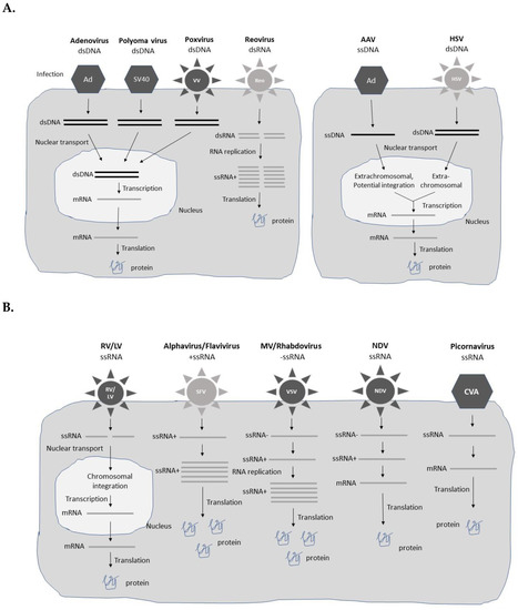 Viruses | Free Full-Text | Viral Vectors in Gene Therapy: Where Do We ...