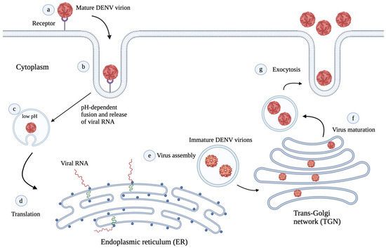 Molecular Mechanisms of Antiviral Agents against Dengue Virus