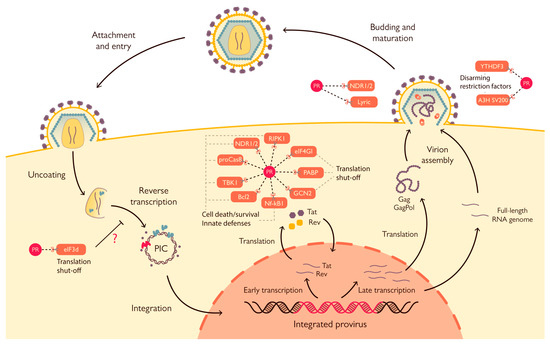 Viruses | Free Full-Text | Cellular Targets of HIV-1 Protease: Just the ...