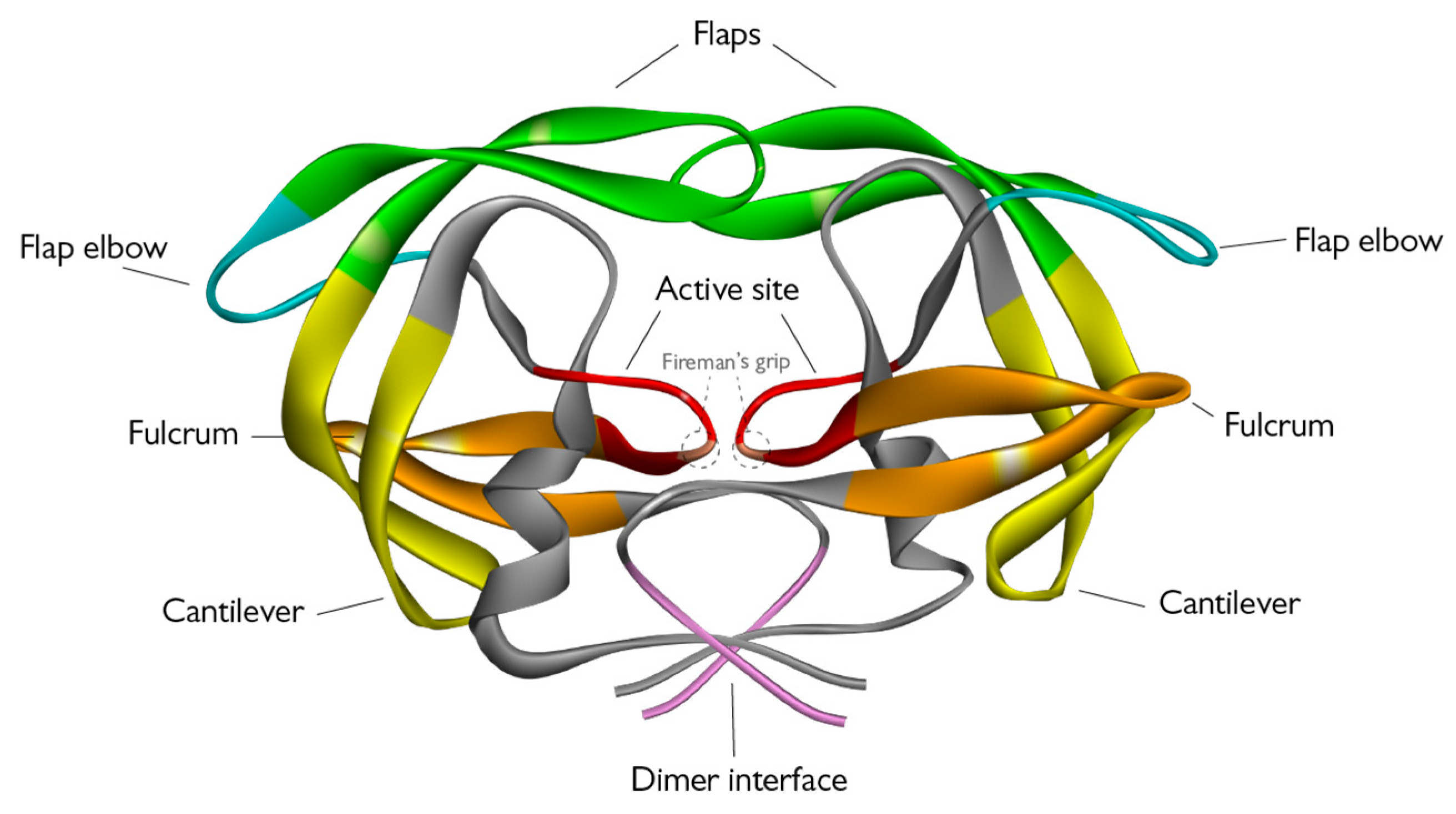 Viruses | Free Full-Text | Cellular Targets of HIV-1 Protease: Just the ...