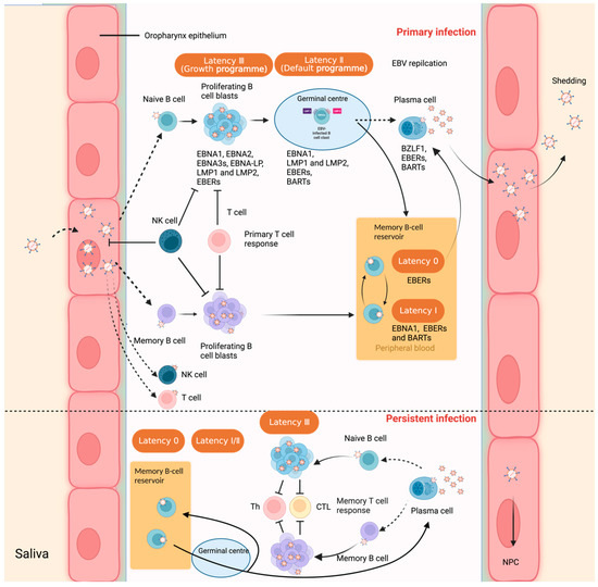 Epstein–Barr Virus History and Pathogenesis