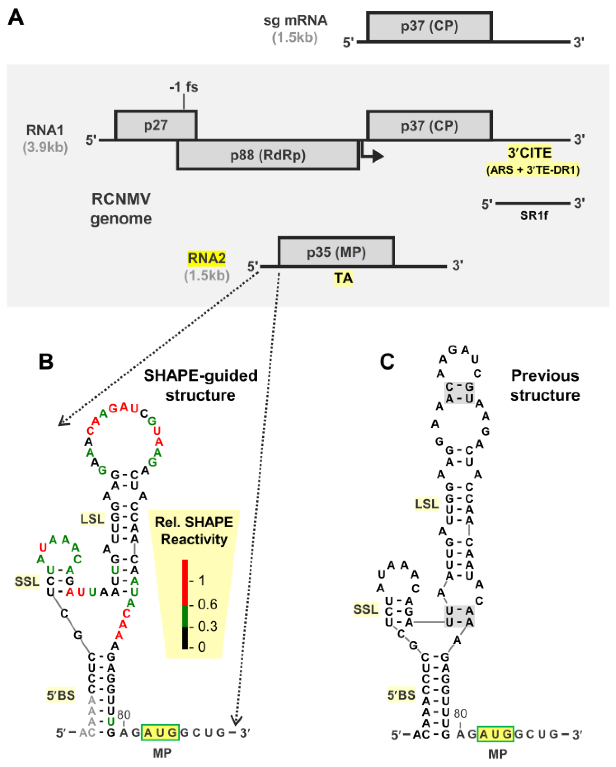 Viruses | Free Full-Text | Structure-Based Regulatory Role for the 5 ...