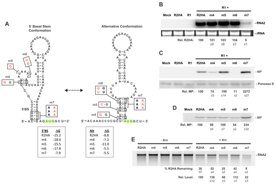 Viruses | Free Full-Text | Structure-Based Regulatory Role for the 5 ...