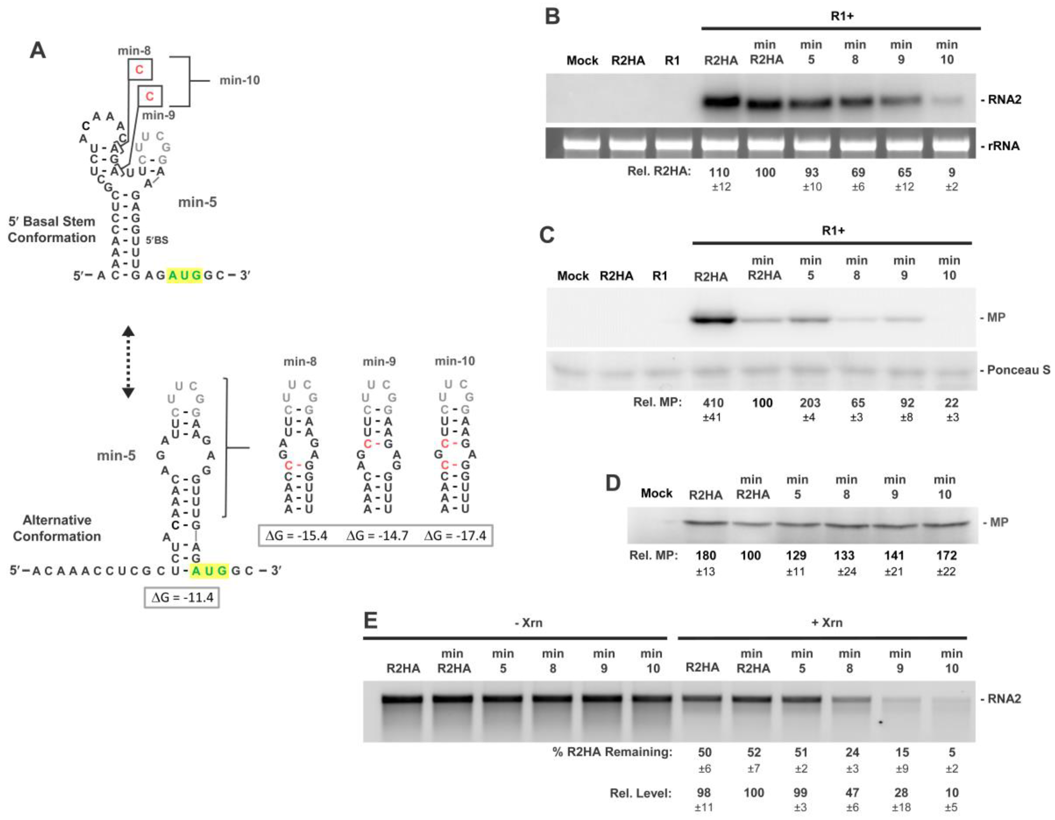 Viruses | Free Full-Text | Structure-Based Regulatory Role for the 5 ...