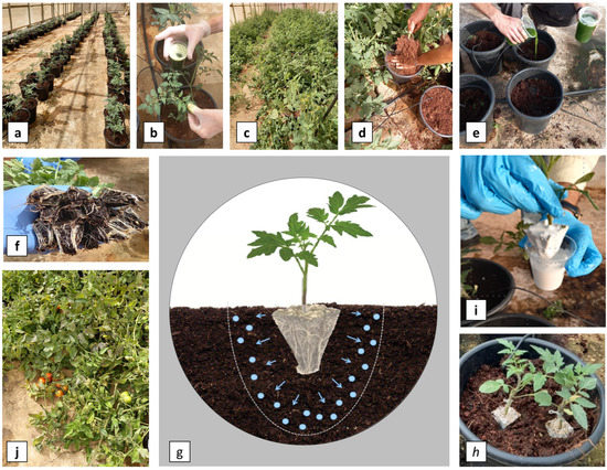 A Novel Platform for Root Protection Applies New Root-Coating ...