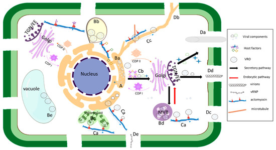 Manipulation of the Cellular Membrane-Cytoskeleton Network for RNA ...