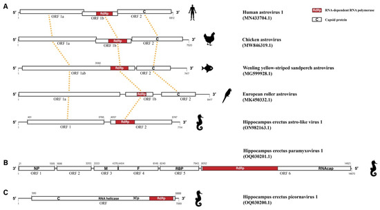 Meta-Transcriptomic Analysis Reveals Novel RNA Viruses in Hippocampus ...