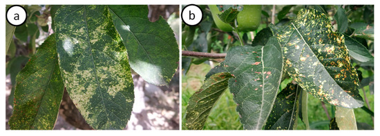 Tissue and Time Optimization for Real-Time Detection of Apple Mosaic ...