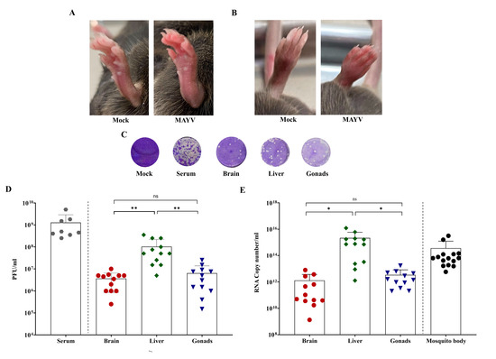 Viruses | Free Full-Text | Dynamic of Mayaro Virus Transmission in ...