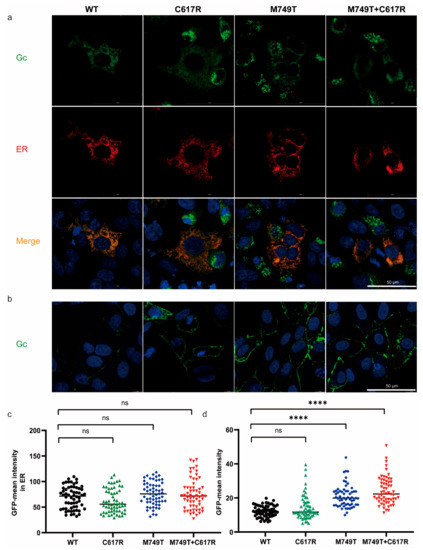 Two Point Mutations in the Glycoprotein of SFTSV Enhance the ...