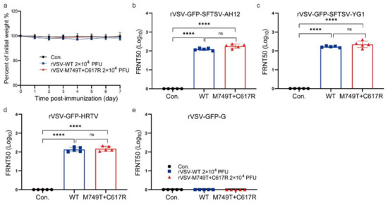 Two Point Mutations in the Glycoprotein of SFTSV Enhance the ...