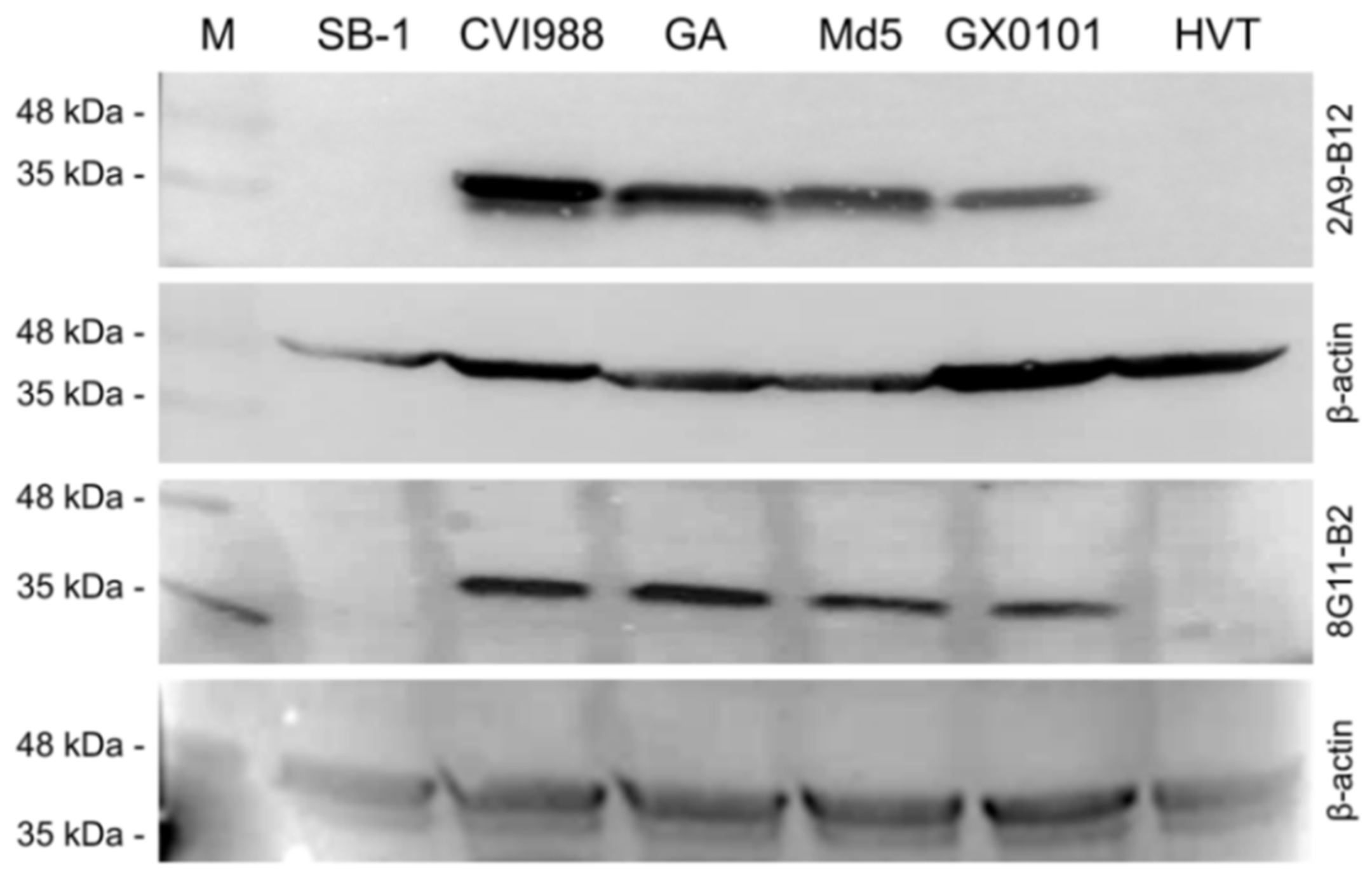 Viruses | Free Full-Text | Efficient Cross-Screening and ...