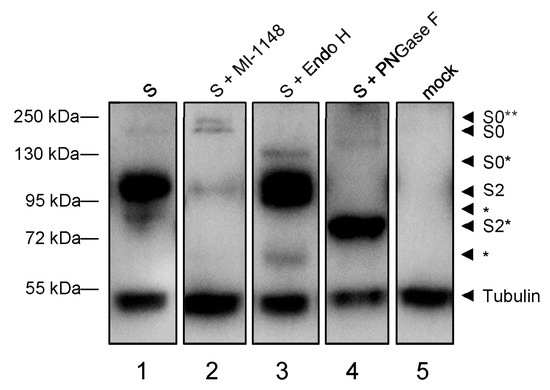 Inhibition of Rab1B Impairs Trafficking and Maturation of SARS-CoV-2 ...