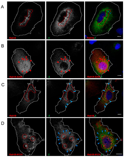 Inhibition of Rab1B Impairs Trafficking and Maturation of SARS-CoV-2 ...