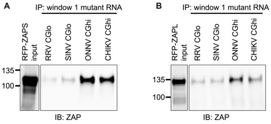 Alphavirus Evasion of Zinc Finger Antiviral Protein (ZAP) Correlates ...