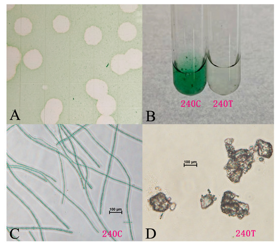 Genomic Analysis of a New Freshwater Cyanophage Lbo240-yong1 Suggests a ...