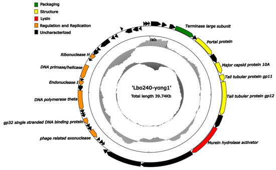 Genomic Analysis of a New Freshwater Cyanophage Lbo240-yong1 Suggests a ...