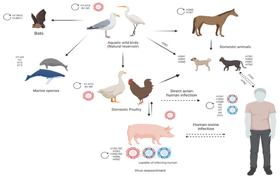 Viruses Free Full Text Avian Influenza Virus Tropism In Humans