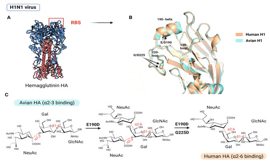 Avian Influenza Virus Tropism in Humans