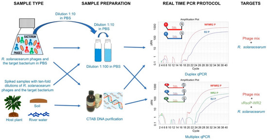 Development Of Taqman Real Time Pcr Protocols For Simultaneous Detection And Quantification Of