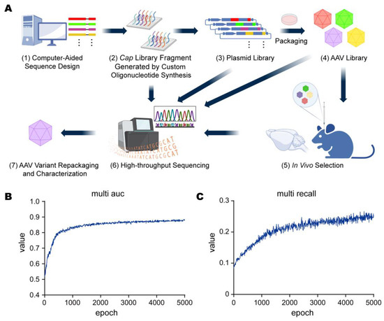 Computer-Aided Directed Evolution Generates Novel AAV Variants with ...