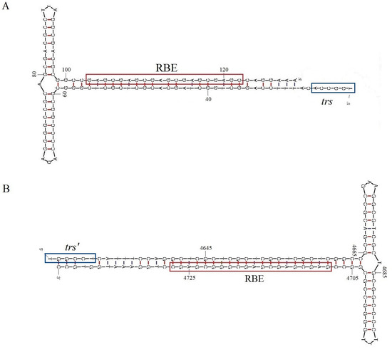 A Novel Dependoparvovirus Identified in Cloacal Swabs of Monk Parakeet ...
