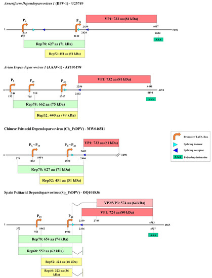A Novel Dependoparvovirus Identified in Cloacal Swabs of Monk Parakeet ...