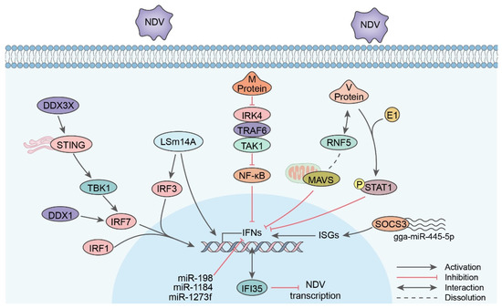 Pathologic Mechanisms of the Newcastle Disease Virus