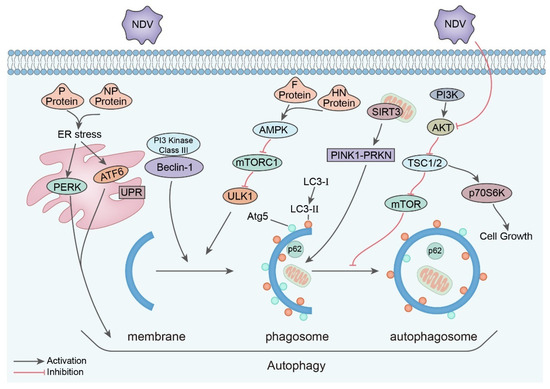 Pathologic Mechanisms of the Newcastle Disease Virus
