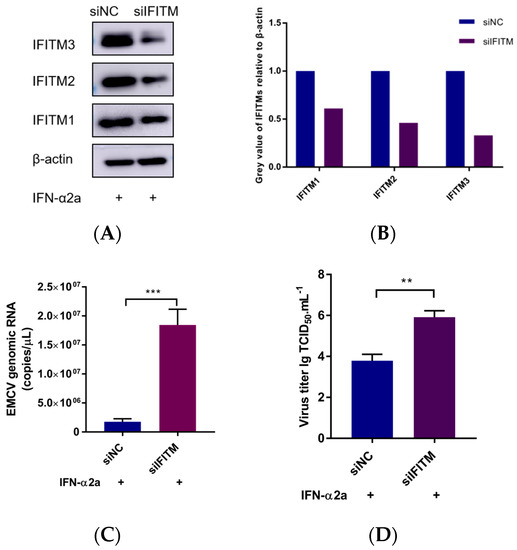 IFITM2 Presents Antiviral Response through Enhancing Type I IFN ...