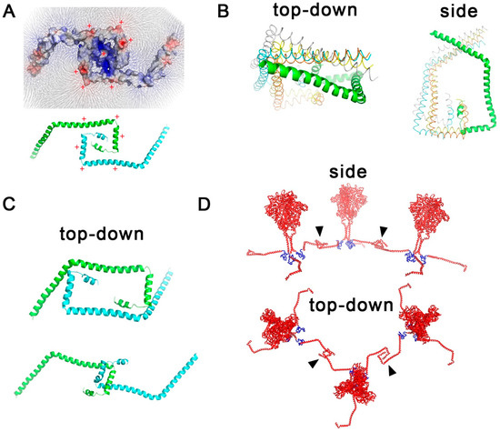 Validation of HIV-1 MA Shell Structural Arrangements and Env Protein ...