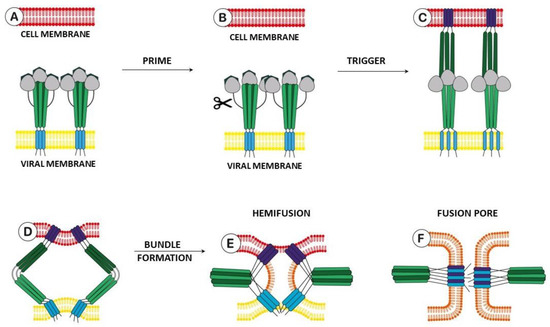 Molecular Modeling of Viral Type I Fusion Proteins: Inhibitors of ...