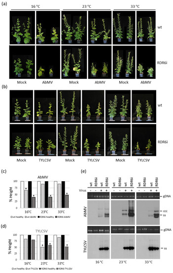 Differential Effects of RNA-Dependent RNA Polymerase 6 (RDR6) Silencing ...