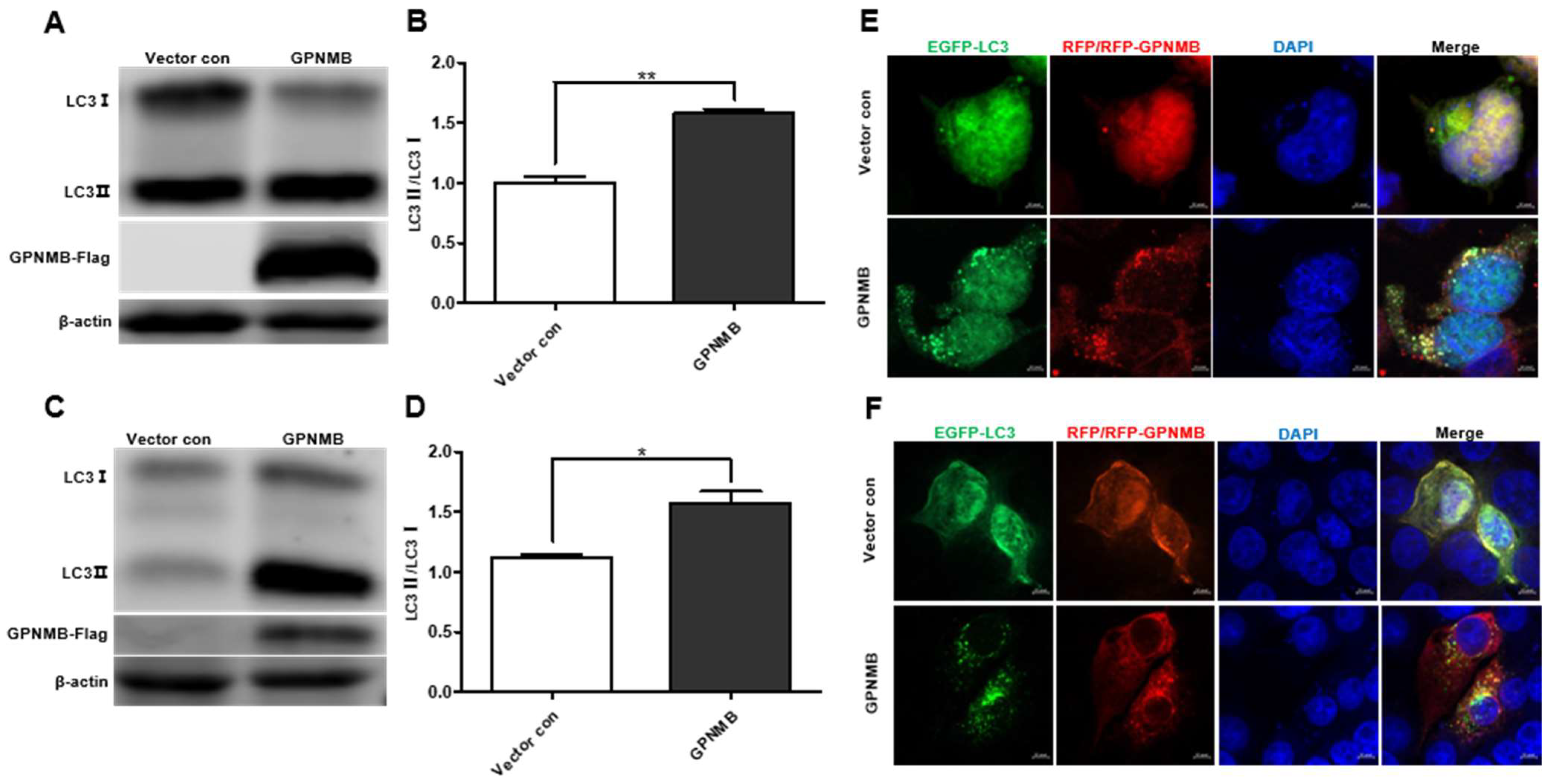Glycoprotein Non-Metastatic Melanoma Protein B Restricts PRRSV ...