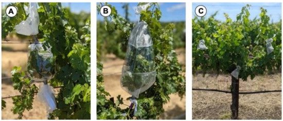 The Three-Cornered Alfalfa Hopper, Spissistilus festinus, Is a Vector ...